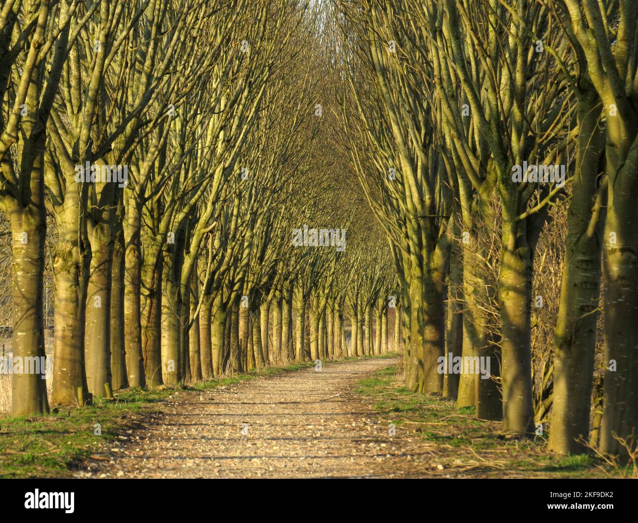 A pathway in the park with allee trees with sunlight Stock Photo - Alamy