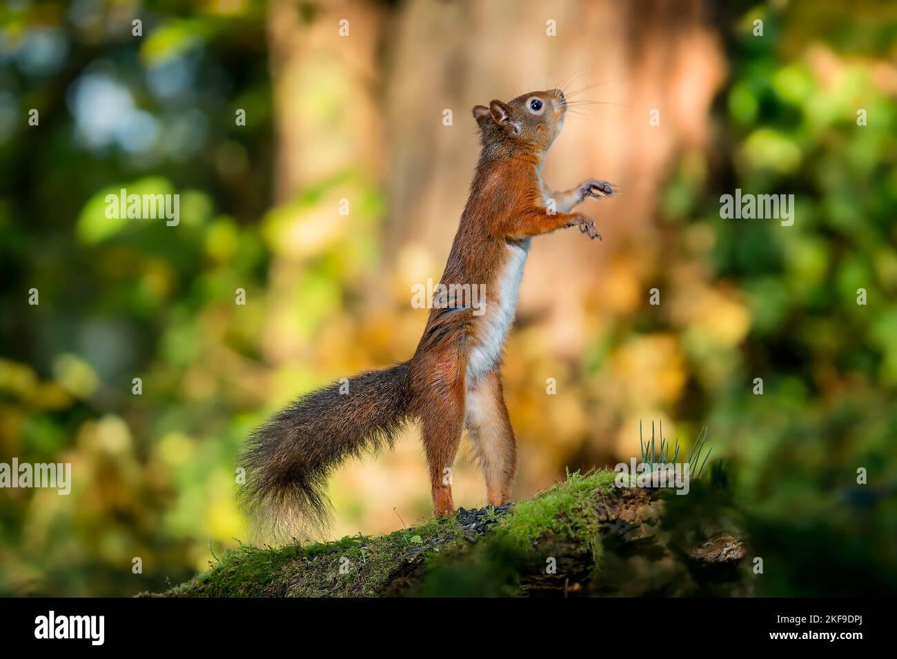 THESE red squirrels were captured showing off their ninja skills in Binstead, Isle of Wight ...