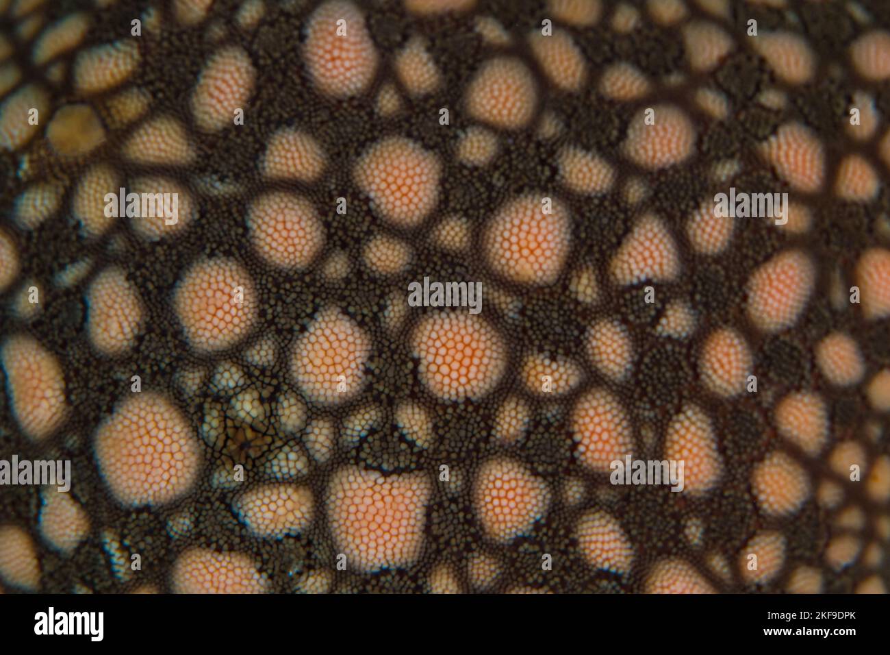 Marine animal behavior - Camouflage techniques used underwater to hide ...