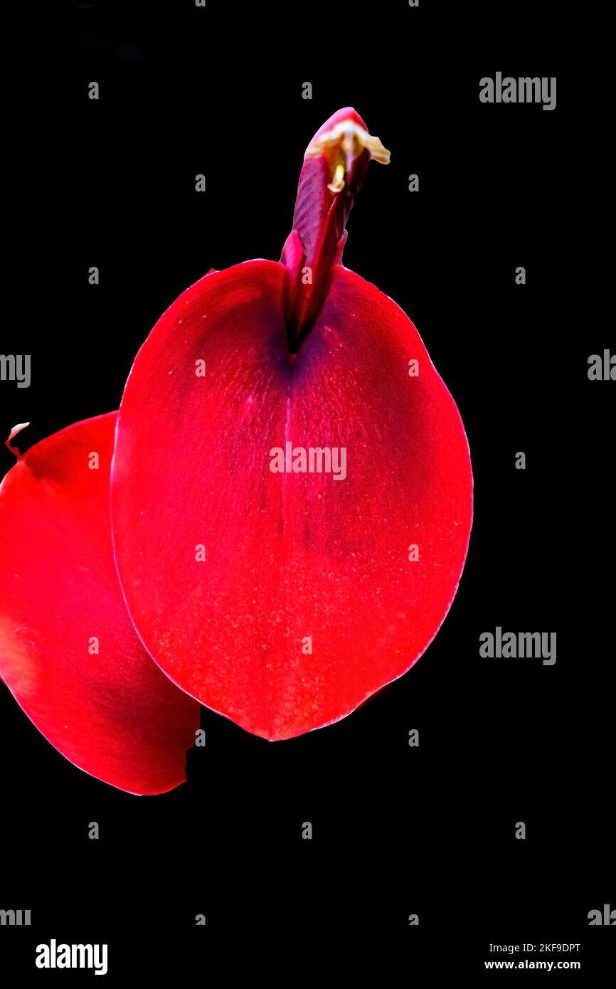 Colorful Red Coral Tree Erythrina Crista Galli Oahu Hawaii Stock Photo ...