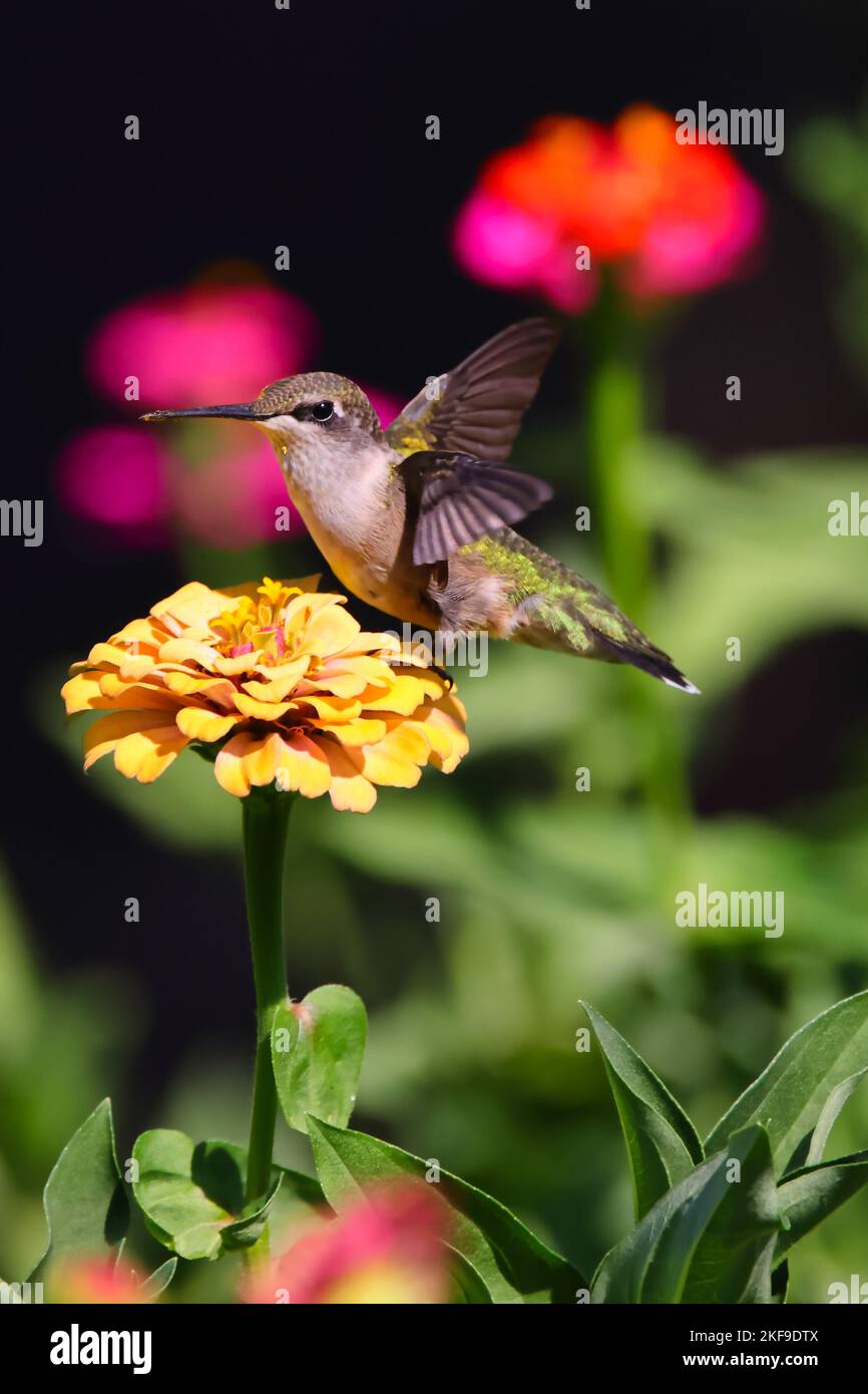 A vertical closeup of a hummingbird eating pollen from a pretty flower ...