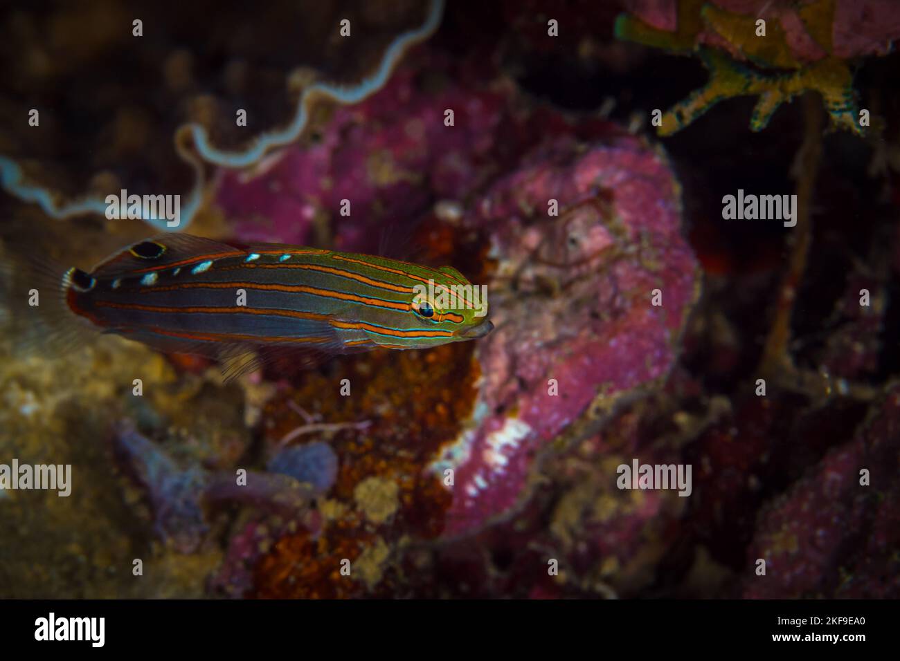 Colourful tropical reef fish above coral reef in Kimbe Bay in papua New ...