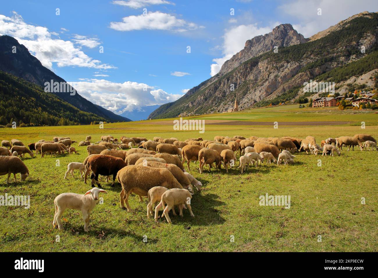 A flock of sheep in Ceillac village, with Saint Cecile church in the ...