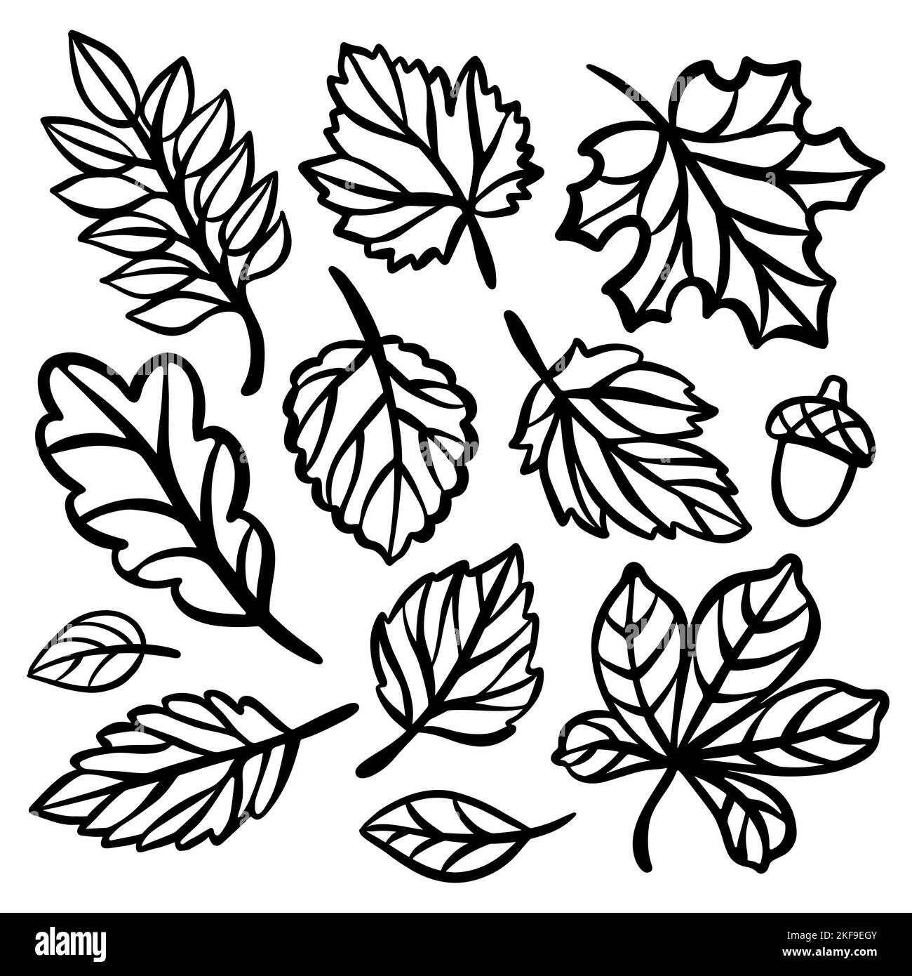 AUTUMN LINE LEAVES Monochrome Collection Of Plant Leaves Carved ...