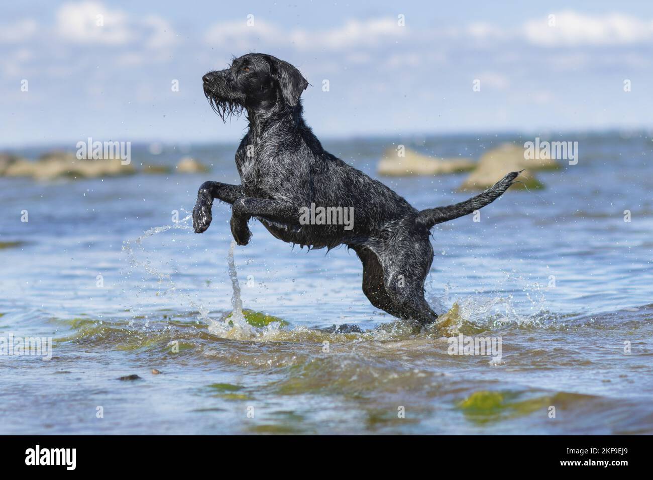 German Wirehaired Pointer in the Water Stock Photo - Alamy