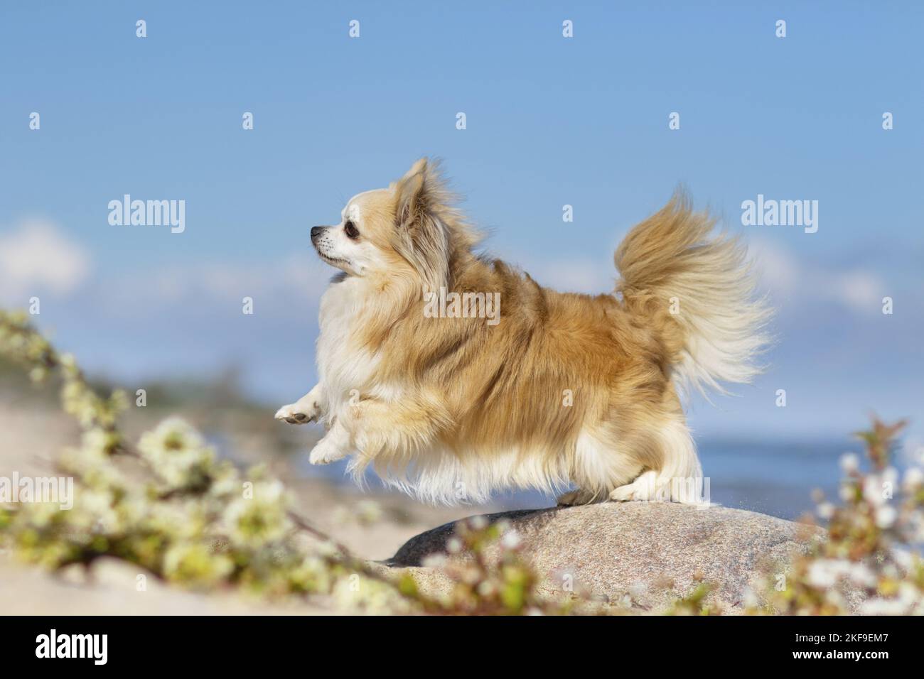 Chihuahua jumps from a stone Stock Photo - Alamy