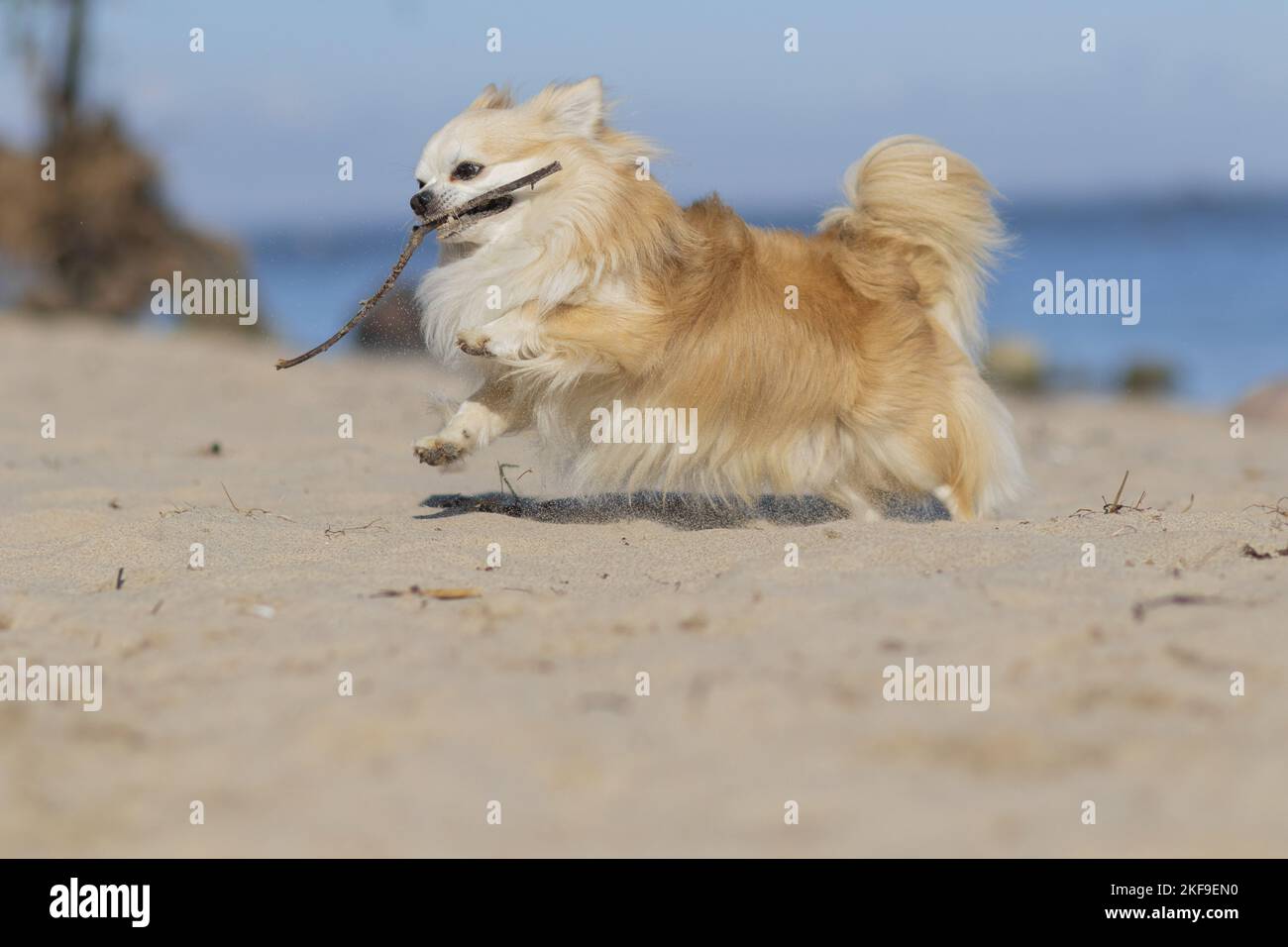 Chihuahua fetching hi-res stock photography and images - Alamy