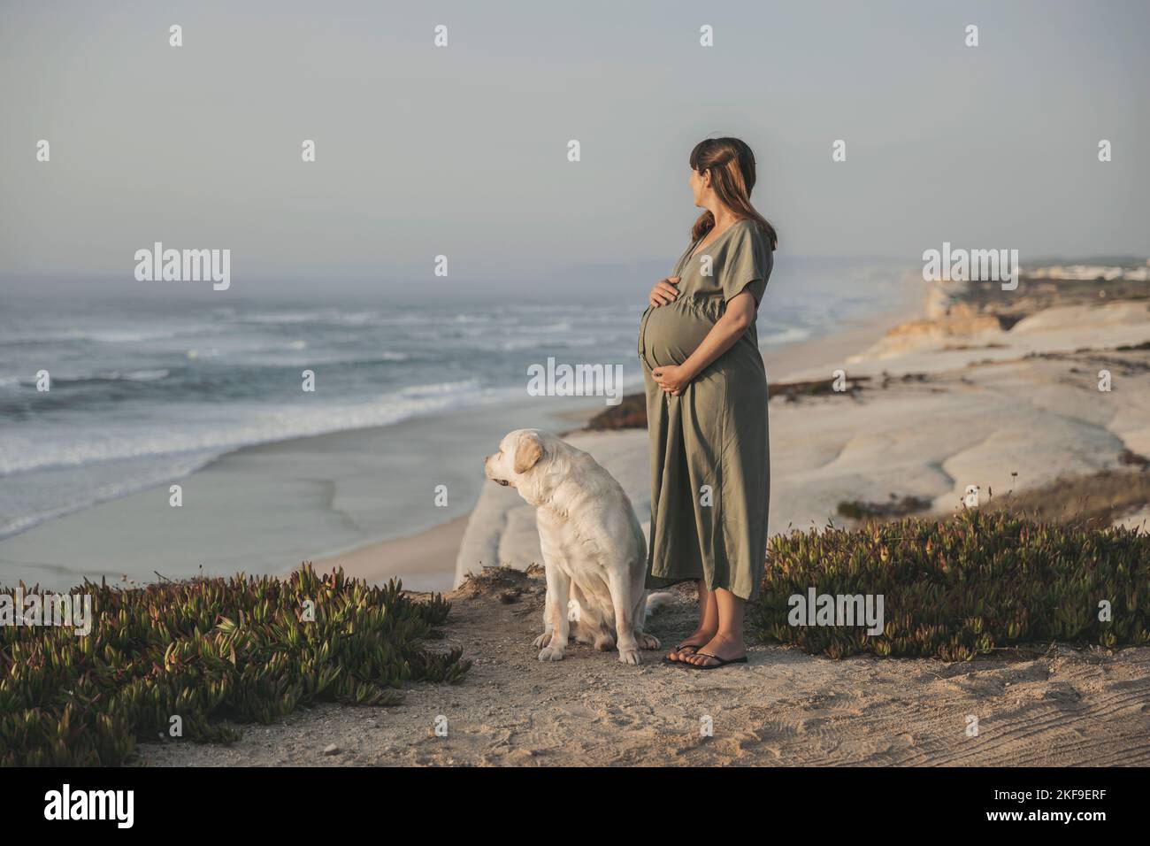 Pregnant labrador retriever hi-res stock photography and images - Alamy
