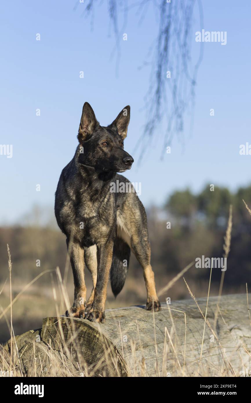 standing German Shepherd Stock Photo - Alamy