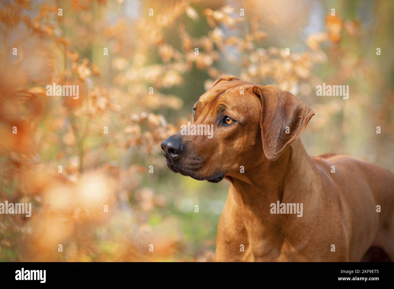 Rhodesian RIdgeback Portrait Stock Photo - Alamy