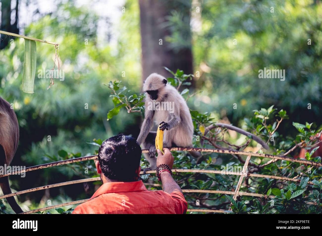 An adult man giving banana to a Hanuman langur monkey that sitting on a rusty metal fence at the ...