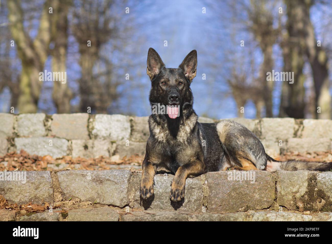 lying German Shepherd Stock Photo - Alamy