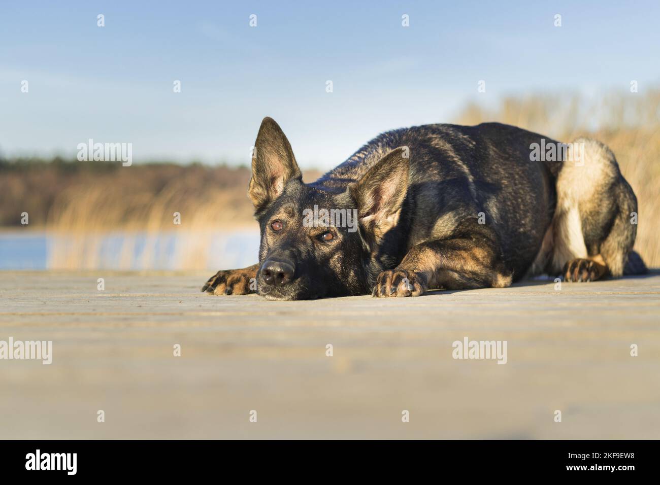 lying German Shepherd Stock Photo - Alamy