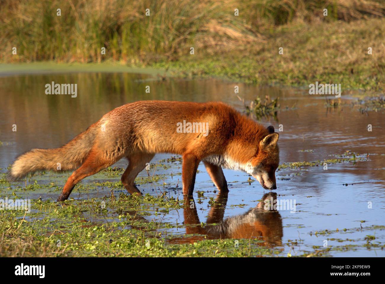 Beautiful red fox drinking from the shallow water with visible reflection on water surface Stock ...