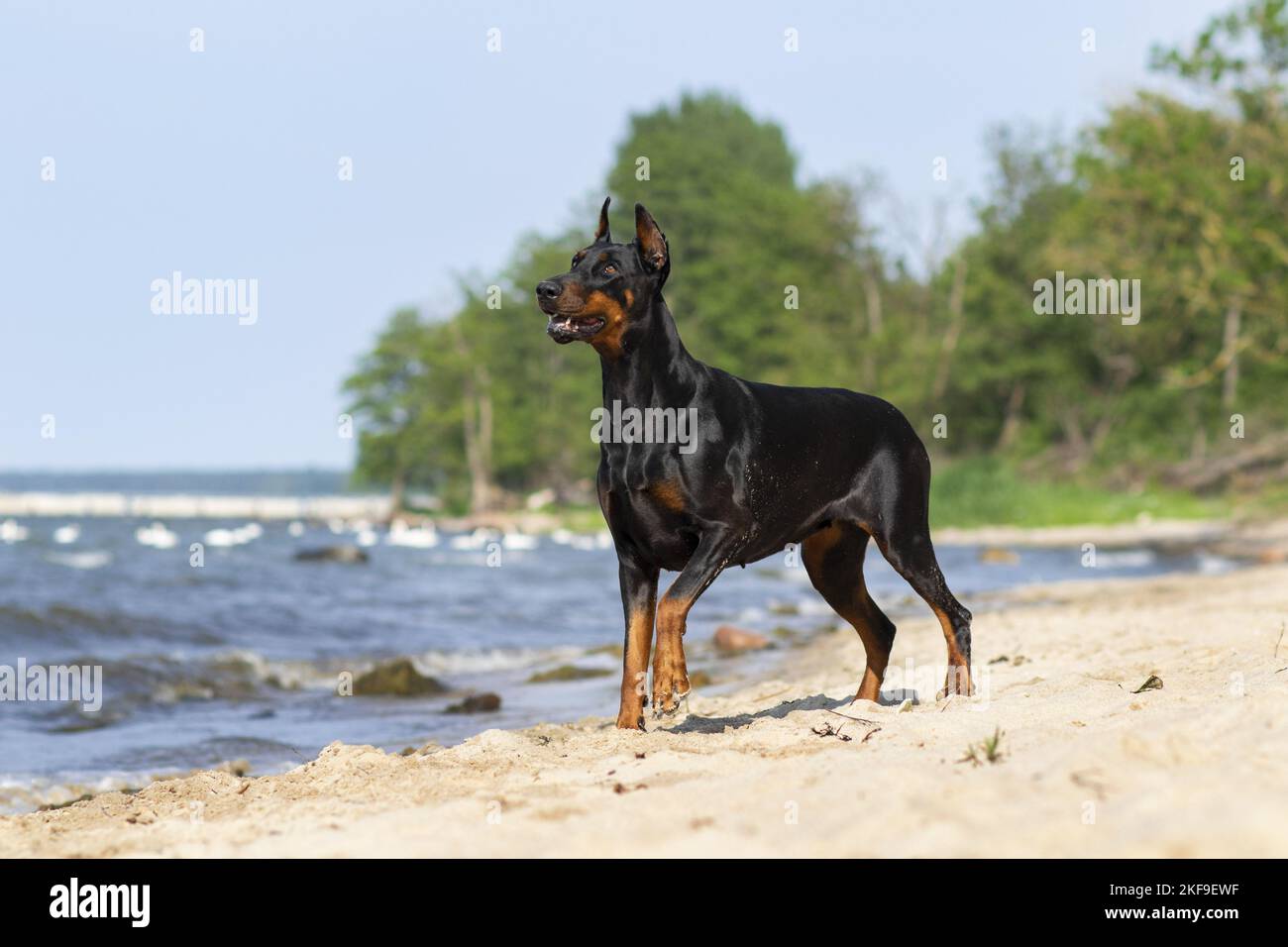 standing Doberman Pinscher Stock Photo - Alamy