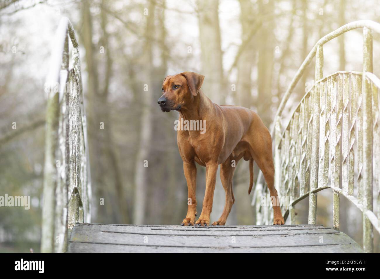 standing Rhodesian RIdgeback Stock Photo - Alamy