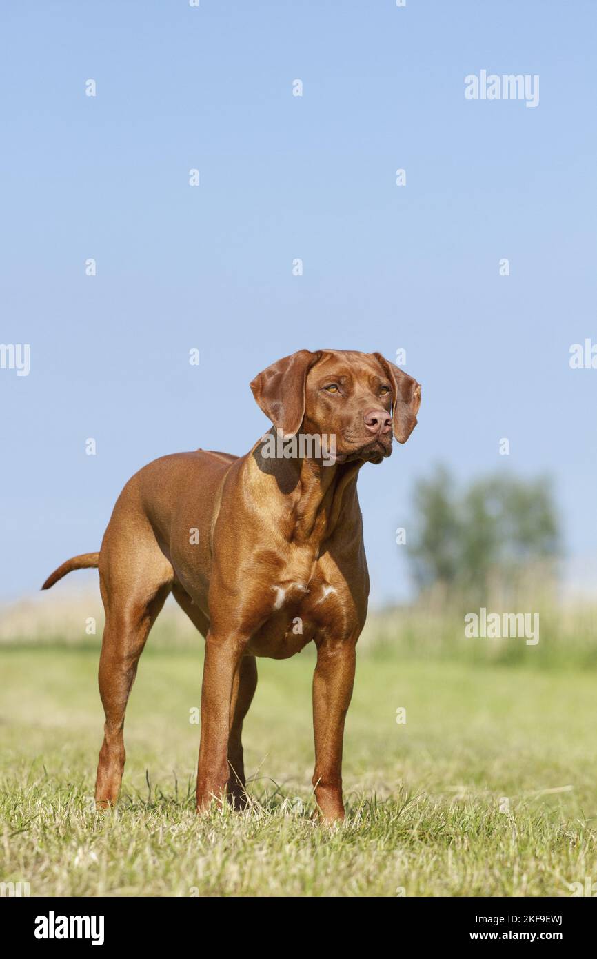 standing Rhodesian RIdgeback Stock Photo - Alamy
