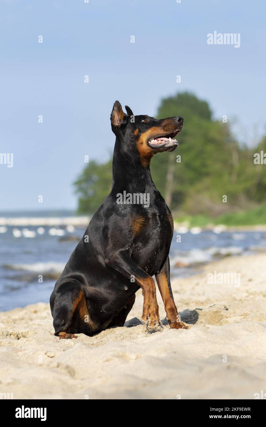 sitting Doberman Pinscher Stock Photo - Alamy