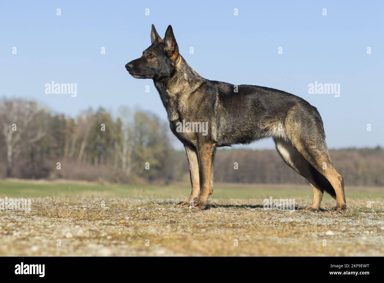 standing German Shepherd Stock Photo - Alamy