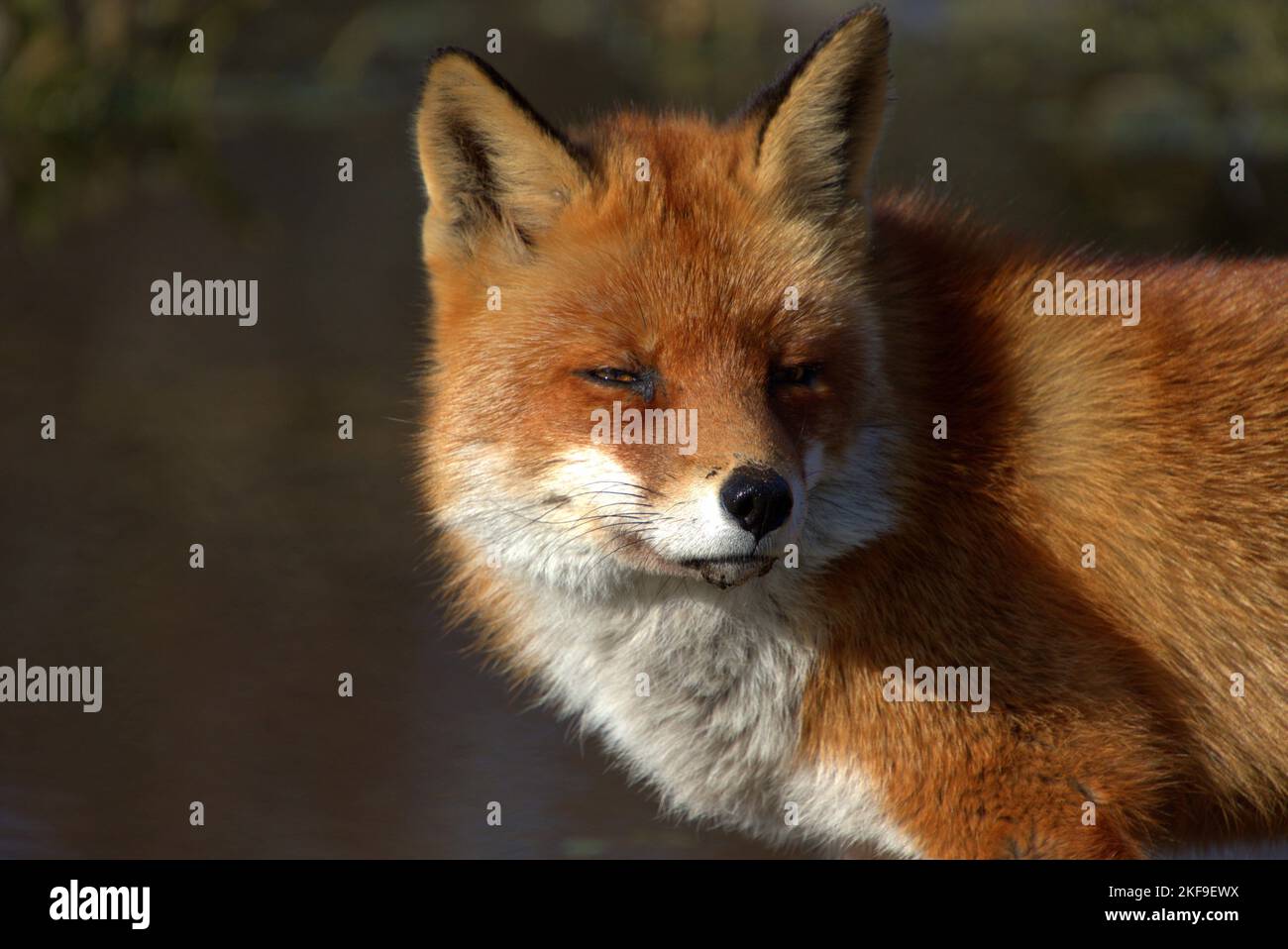 A closeup portrait of a red fox with sharp eye-looking in bright ...