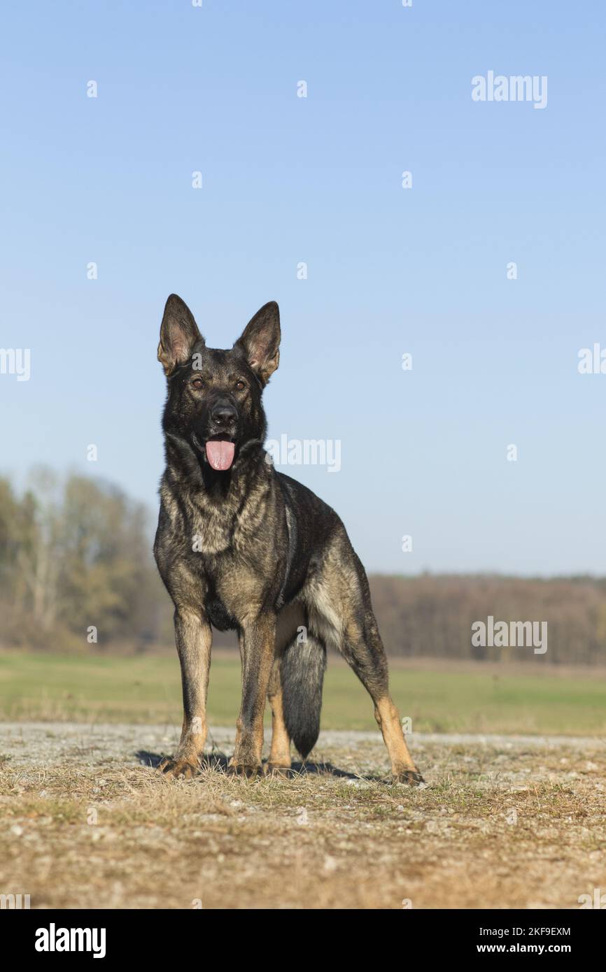 standing German Shepherd Stock Photo - Alamy