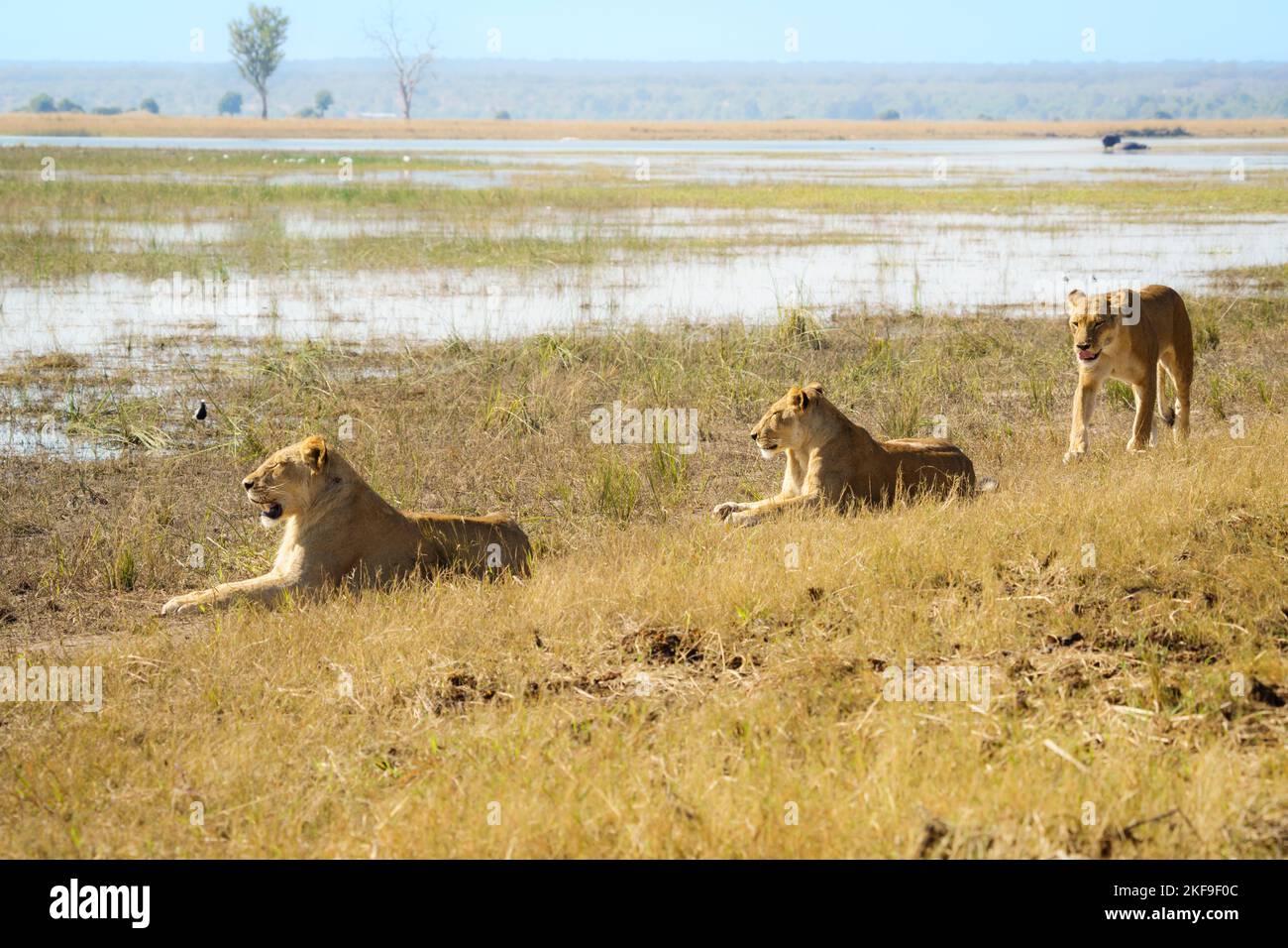 3 cats in row hi-res stock photography and images - Alamy