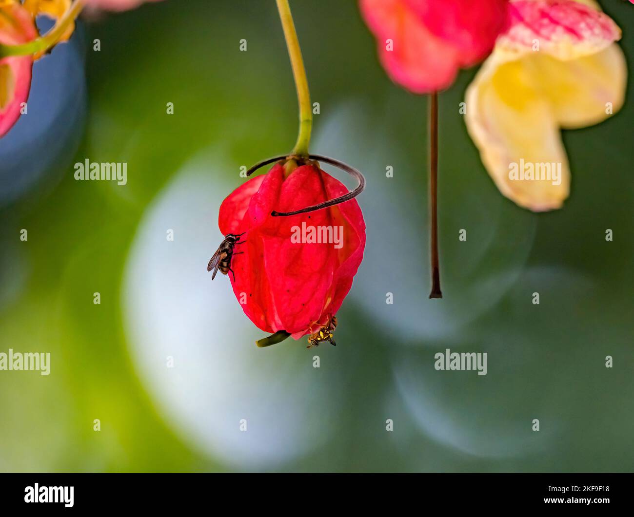 Cassia rainbow shower hi-res stock photography and images - Alamy