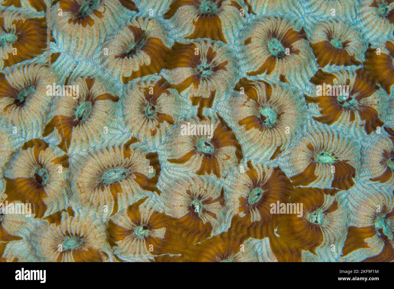 Coral polyps hi-res stock photography and images - Alamy