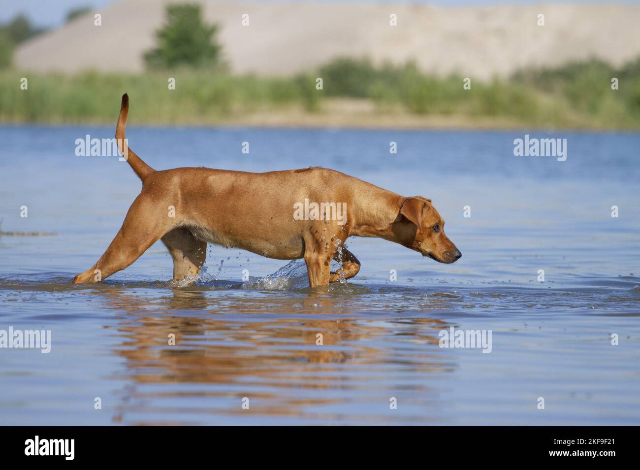 Rhodesian RIdgeback in the water Stock Photo - Alamy
