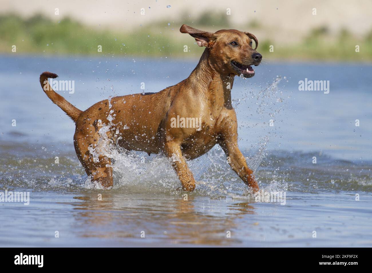 running Rhodesian RIdgeback Stock Photo - Alamy