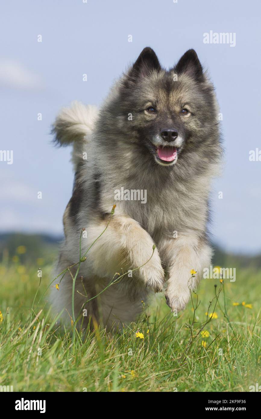 Keeshond running hi-res stock photography and images - Alamy