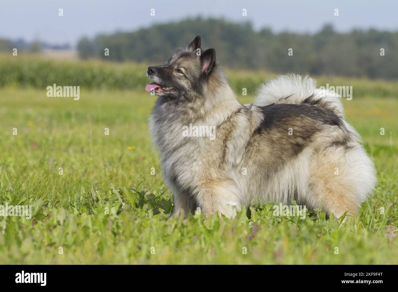 Keeshond standing hi-res stock photography and images - Alamy