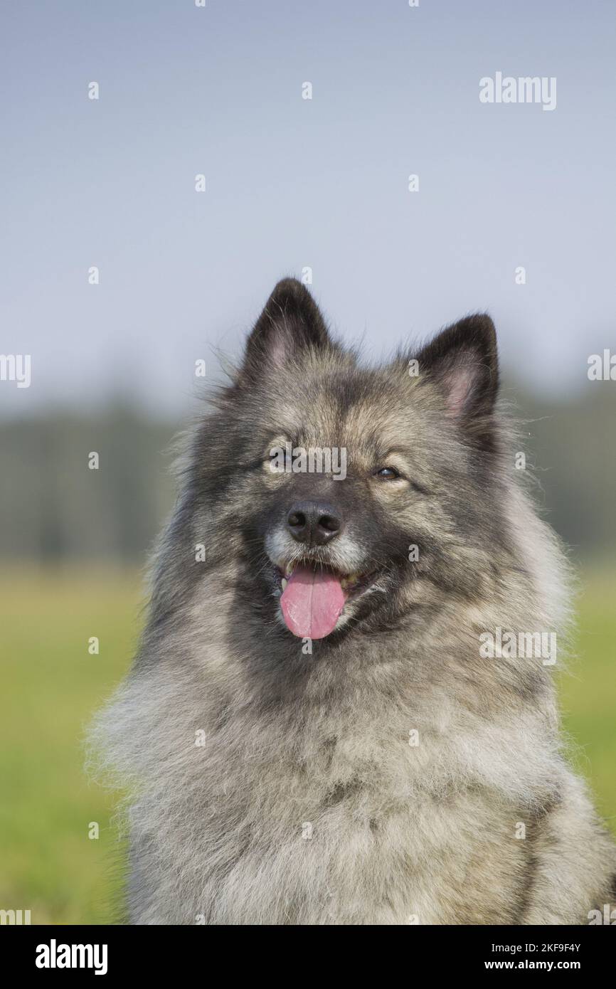 Keeshond canis familiaris hi-res stock photography and images - Alamy