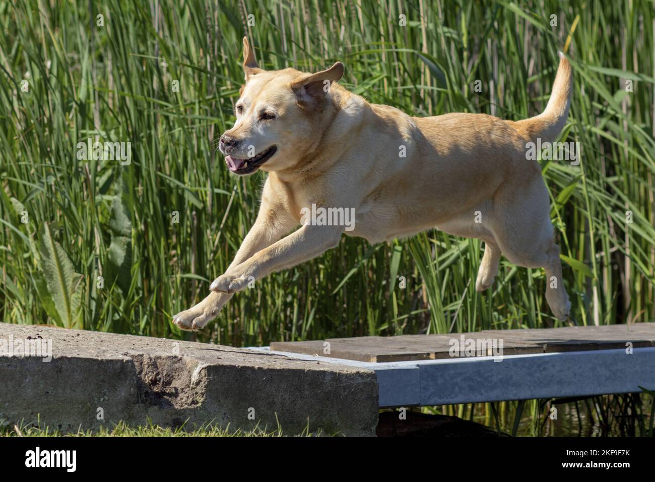 running Labrador Retriever Stock Photo - Alamy
