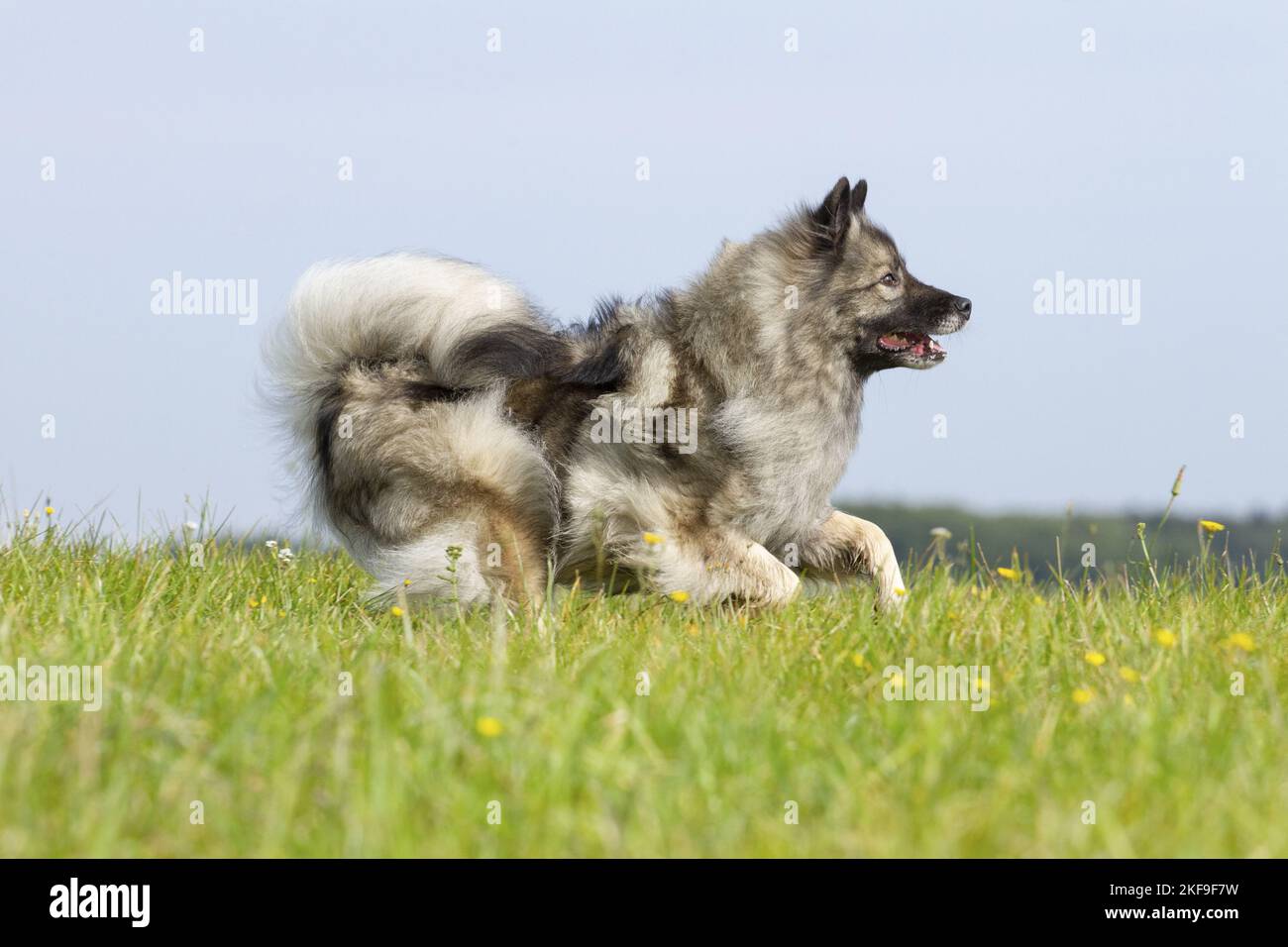 Keeshond running hi-res stock photography and images - Alamy