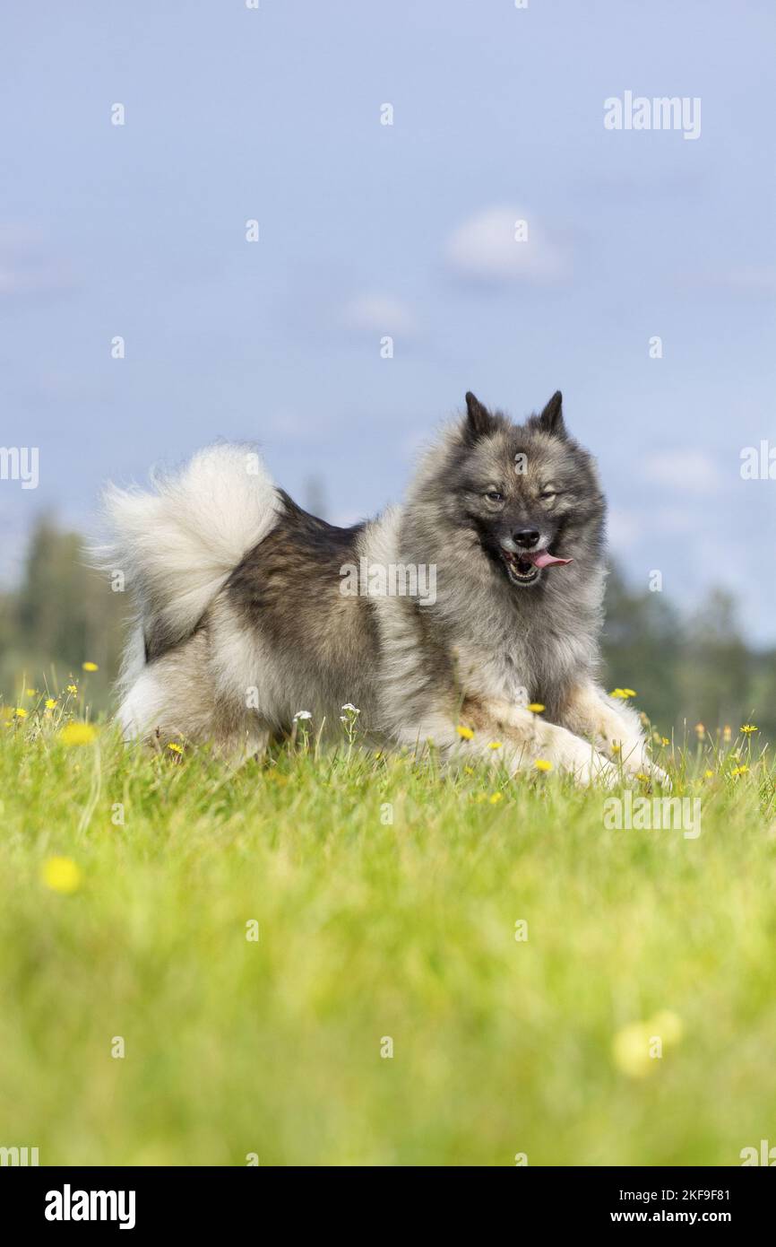 Keeshond running hi-res stock photography and images - Alamy