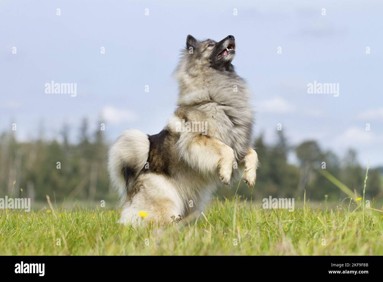 Keeshond dog on grass hi-res stock photography and images - Alamy