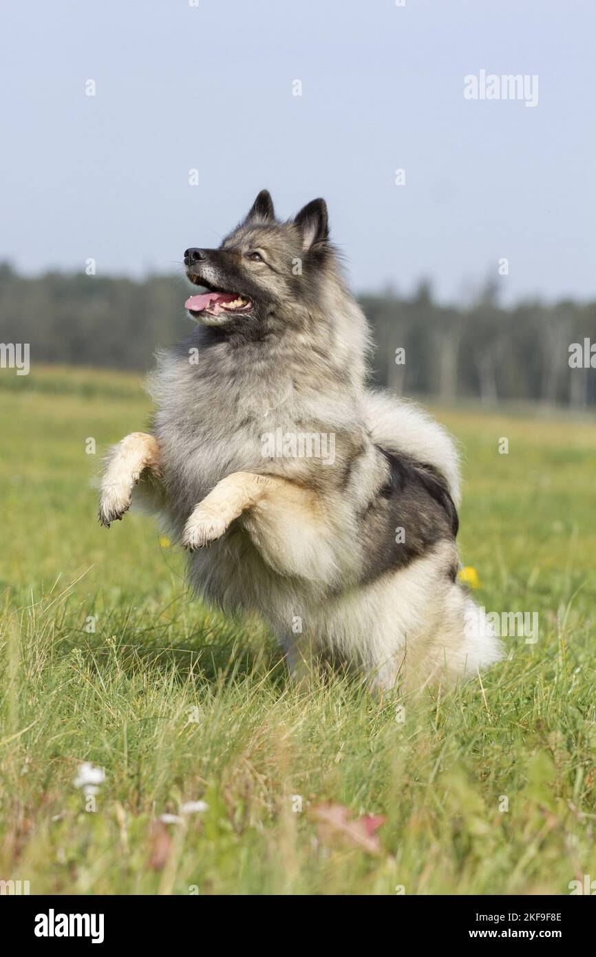 Keeshond running hi-res stock photography and images - Alamy