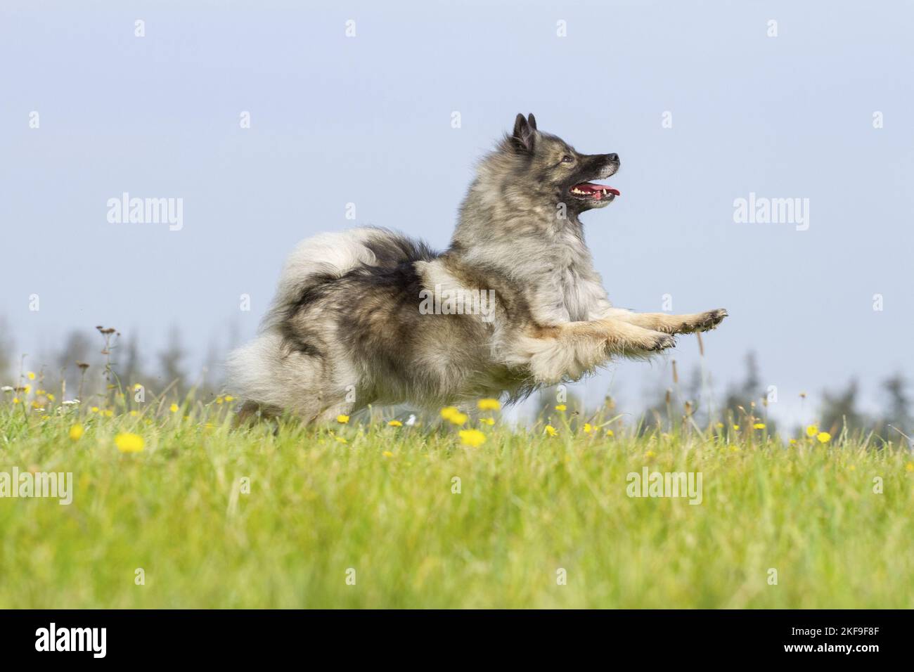 Keeshond running hi-res stock photography and images - Alamy