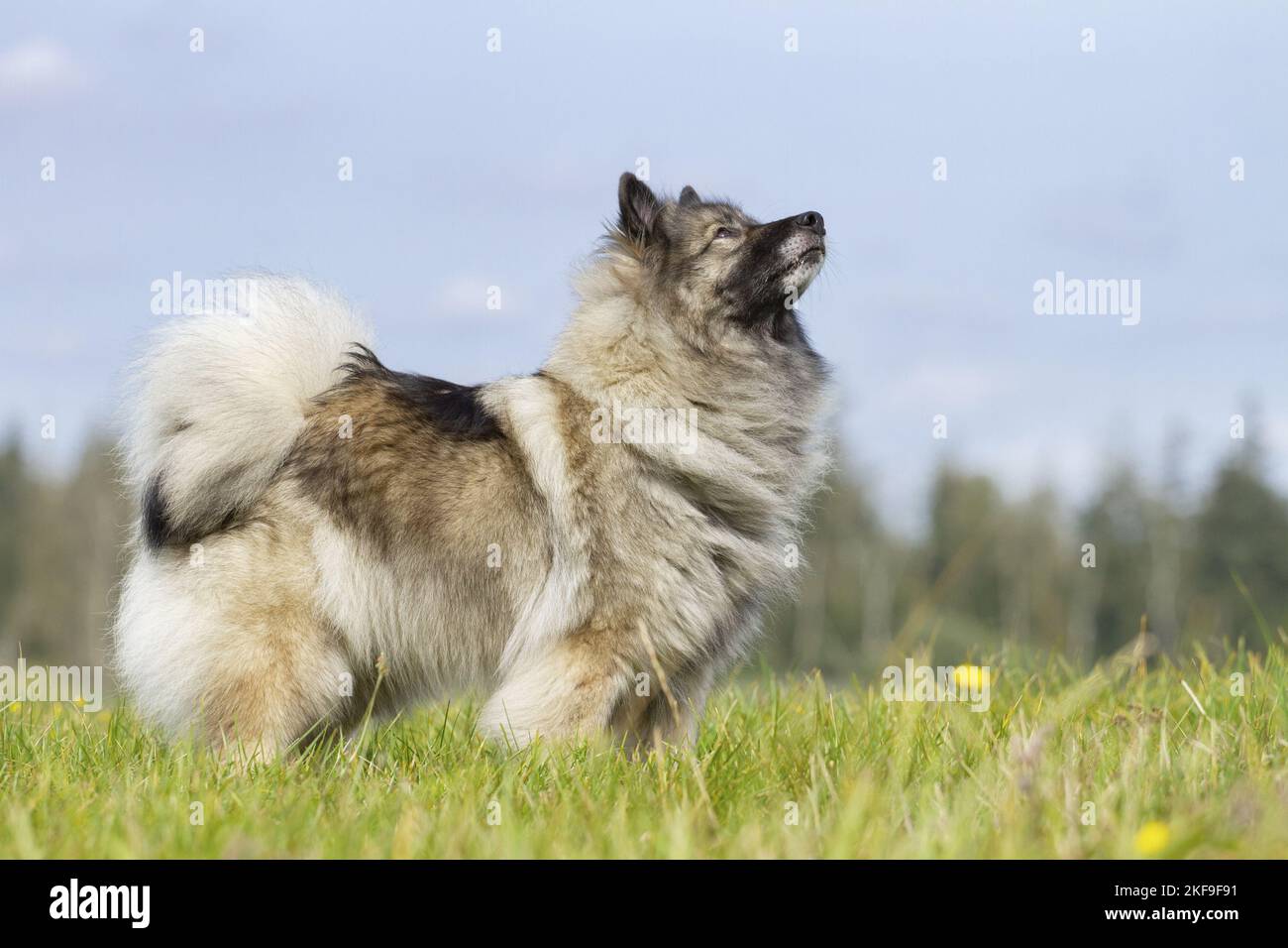 Keeshond standing hi-res stock photography and images - Alamy
