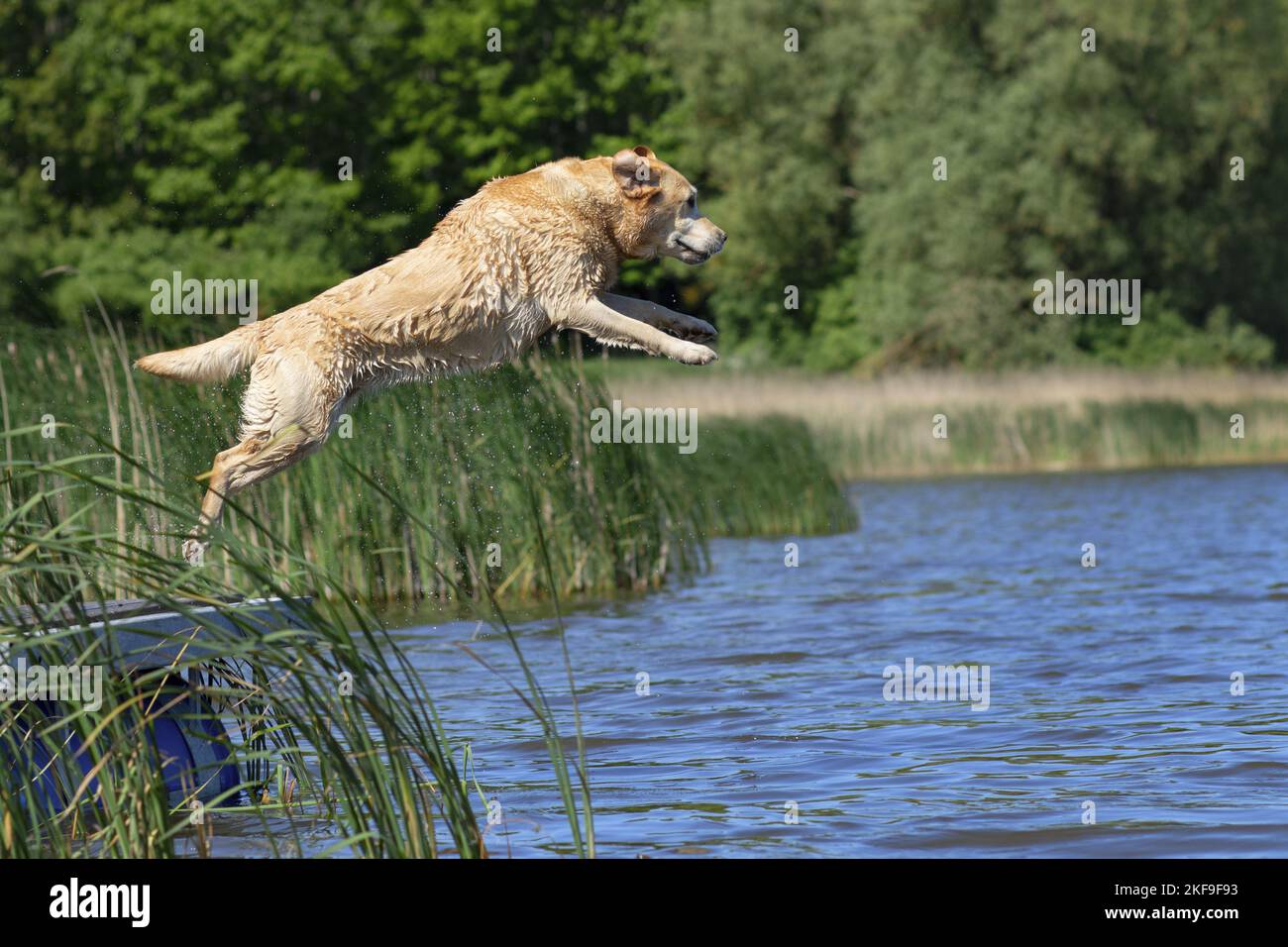 Wet hunting dog jumping hi-res stock photography and images - Alamy