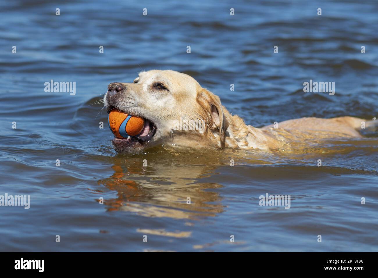 swimming Labrador Retriever Stock Photo - Alamy