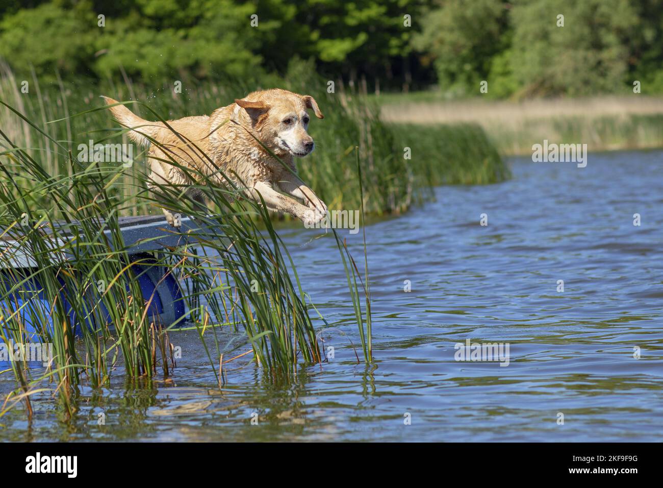 Wet hunting dog jumping hi-res stock photography and images - Alamy