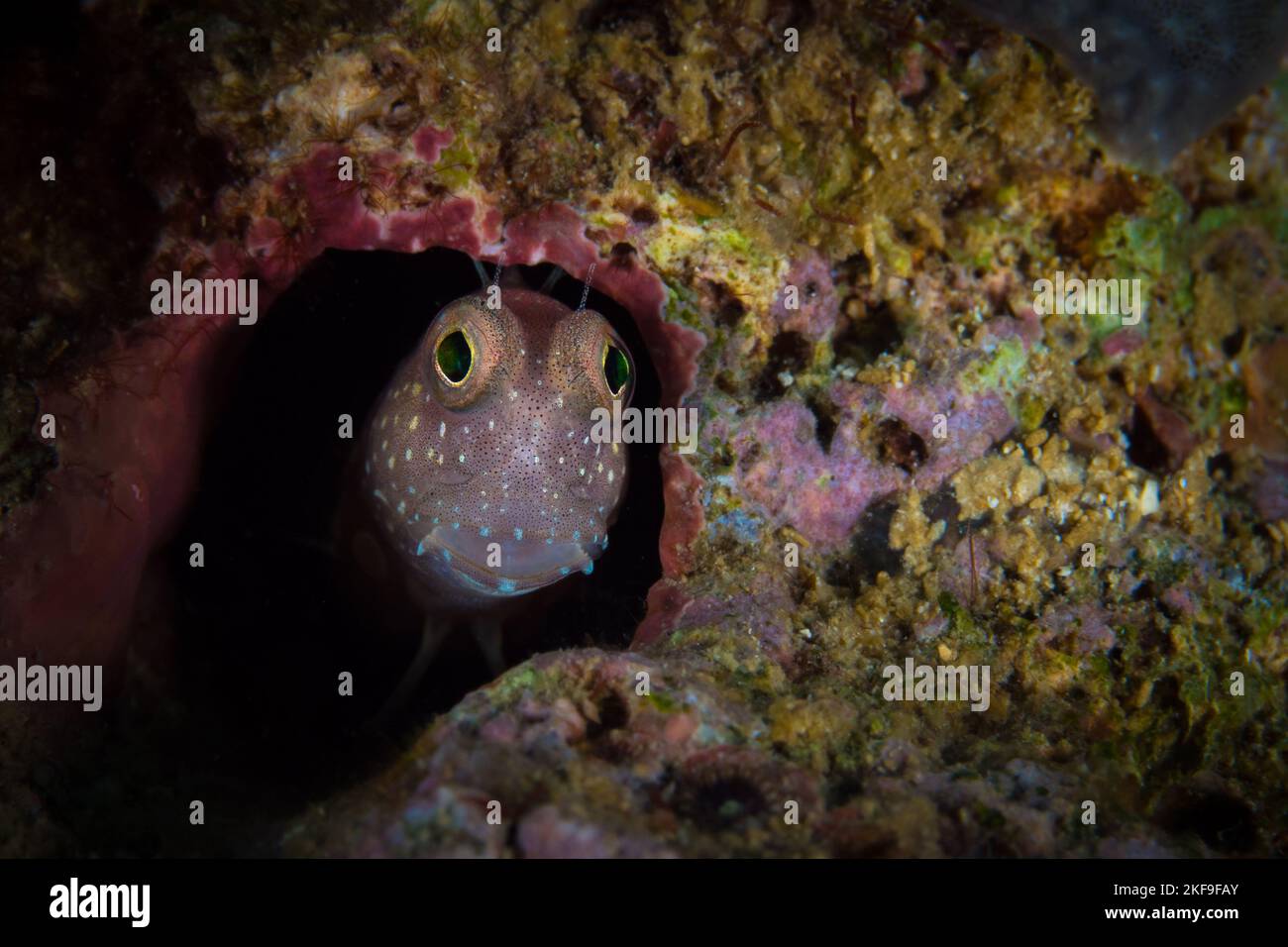 Colourful tropical reef fish above coral reef in Kimbe Bay in papua New ...