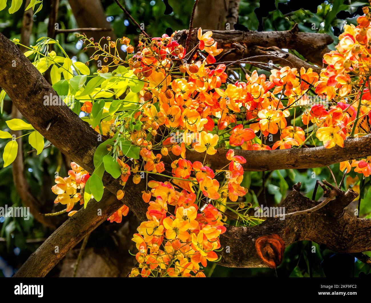 Colorful Yellow Pink Cassia Rainbow Shower Flowers Tree Oahu North ...