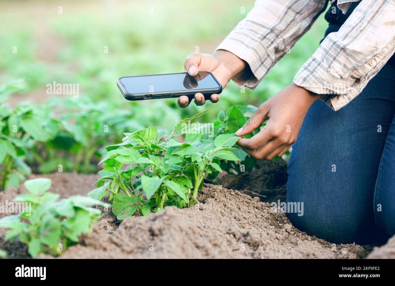 Photo, agriculture and farmer farming with phone for digital innovation ...