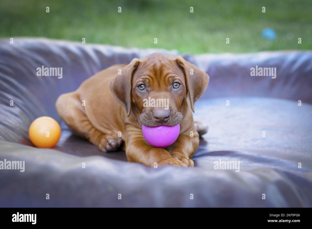 playing Rhodesian Ridgeback Puppy Stock Photo - Alamy