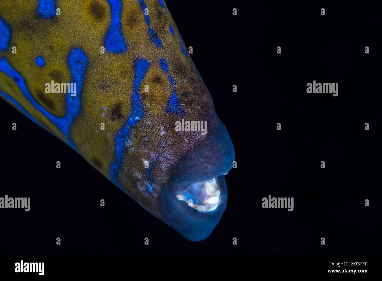 Juvenile filefish swimming above healthy coral reef Stock Photo - Alamy