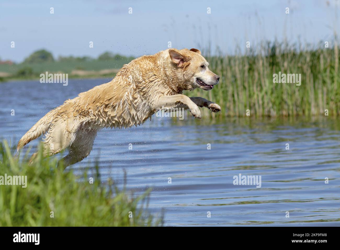 Wet hunting dog jumping hi-res stock photography and images - Alamy