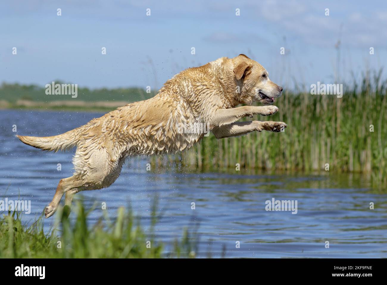 Wet hunting dog jumping hi-res stock photography and images - Alamy